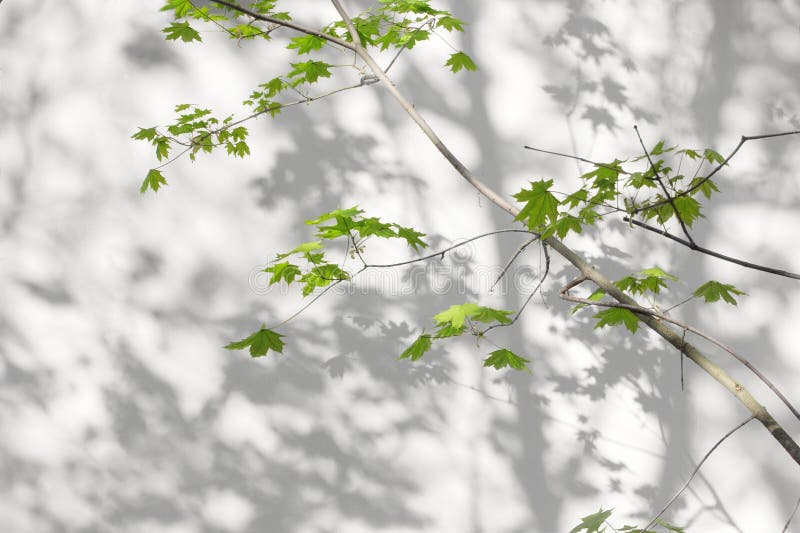 Branches and Leaves of a Young Maple with a Shadow on a White Concrete ...