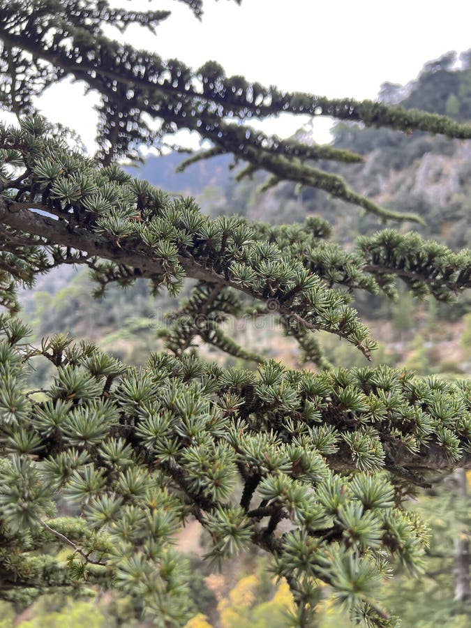 Branches of the Lebanese Cedar, Cedrus Libani Stock Photo - Image of ...