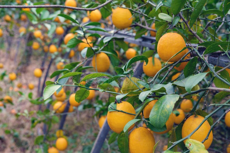 Branches of lemon tree stock image. Image of bright - 135976393