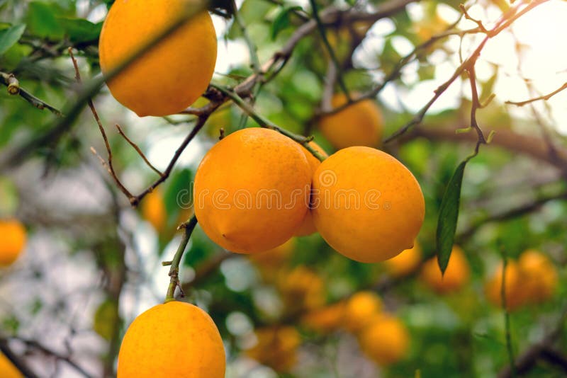 Branches of lemon tree stock image. Image of autumn - 154002541