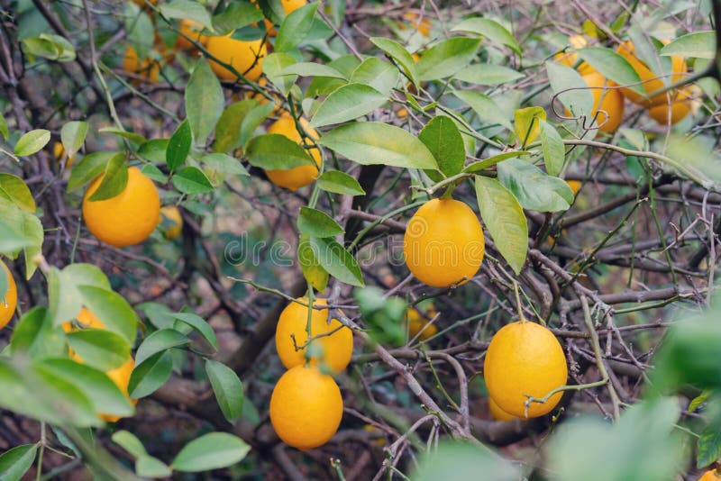 Branches of lemon tree stock photo. Image of farming - 147200816