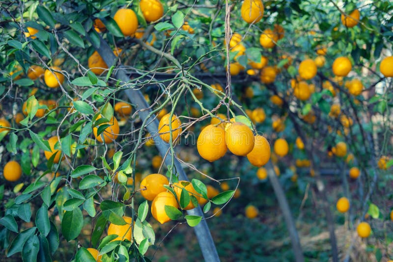 Branches of lemon tree stock photo. Image of growing - 144877684