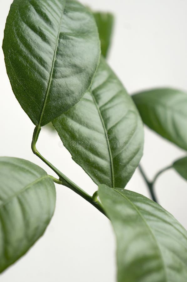 Branches of Lemon Tree with Leaves. Stock Image - Image of gardening ...