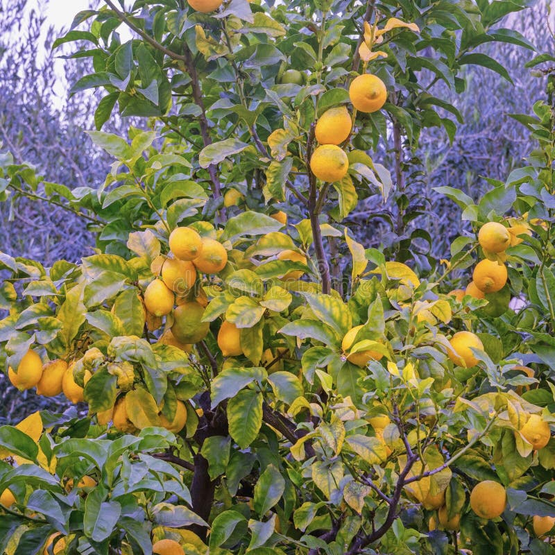 Branches of Lemon Tree with Leaves and Fruit Stock Photo - Image of ...