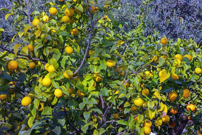 Branches of Lemon Tree with Leaves and Ripe Fruit Stock Photo - Image ...