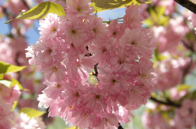 Branches of Light Pink Cherry Tree (sakura) in Full Bloom Close-up ...