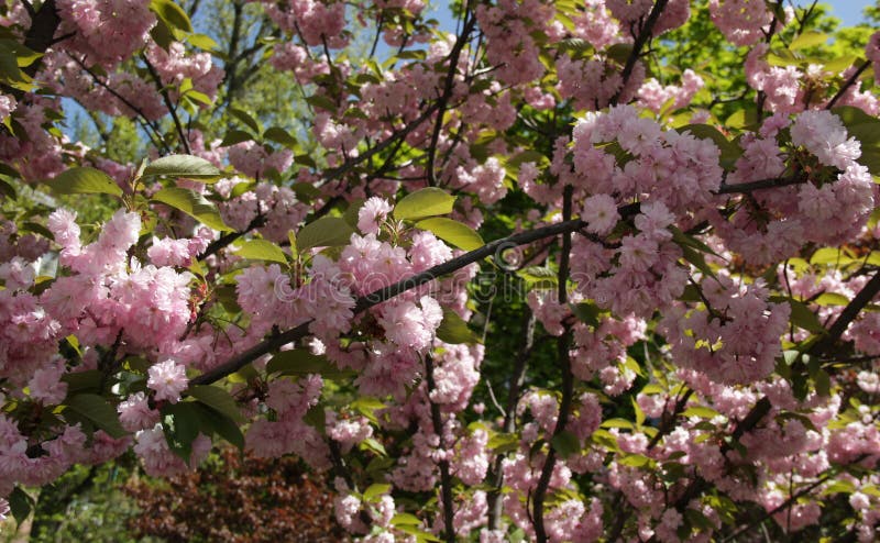 Branches of Light Pink Cherry Tree (sakura) in Full Bloom Illuminated ...
