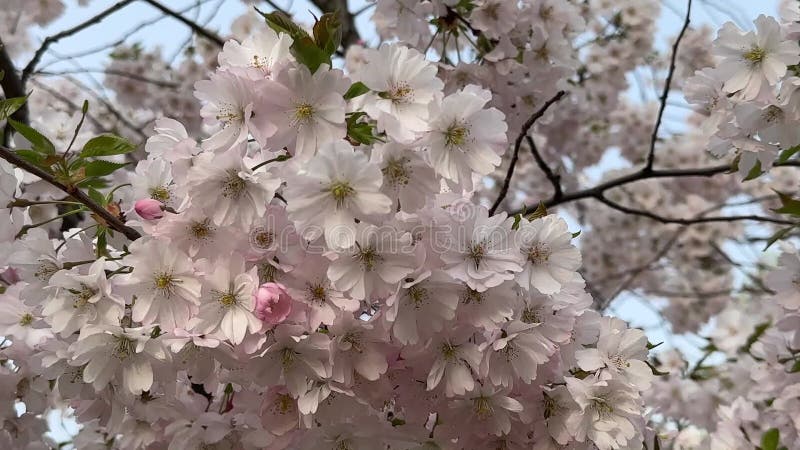 Branches of Light Pink Cherry Tree (sakura) in Full Bloom in the Park ...
