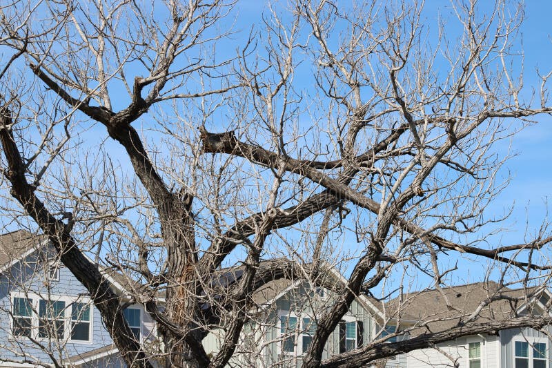 Widow Maker Hangs in Trees stock photo. Image of injury - 305946512