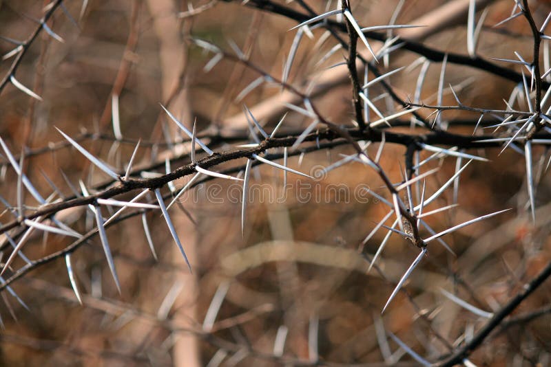 Long Sharp Thorns On Acacia Tree. Stock Image - Image of sharp, view ...