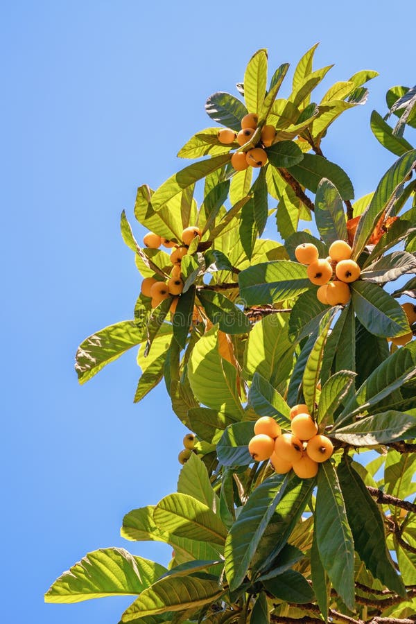 Branches of Loquat Tree with Leaves and Fruit Against Blue Sky Stock ...