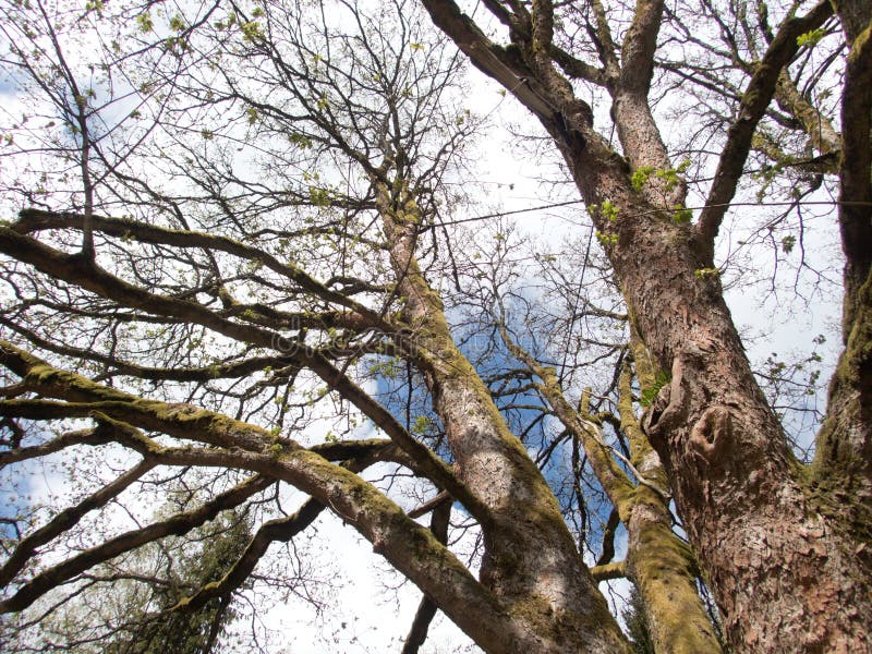 Branches of Majestic Maple Tree in the Spring Stock Photo - Image of ...
