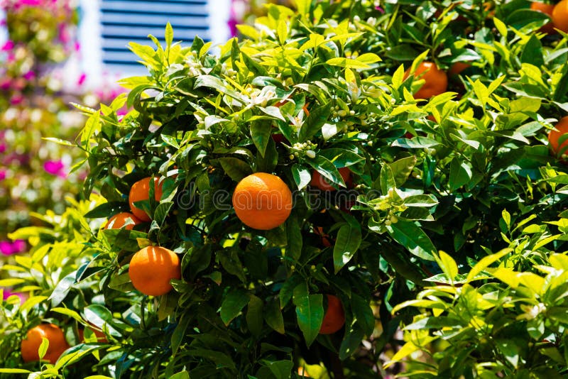 Branches of a Mandarin Tree Near the House Stock Photo - Image of house ...