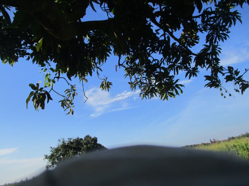 The Weather is Clear, the Sky is Blue with White Clouds that are Soft ...