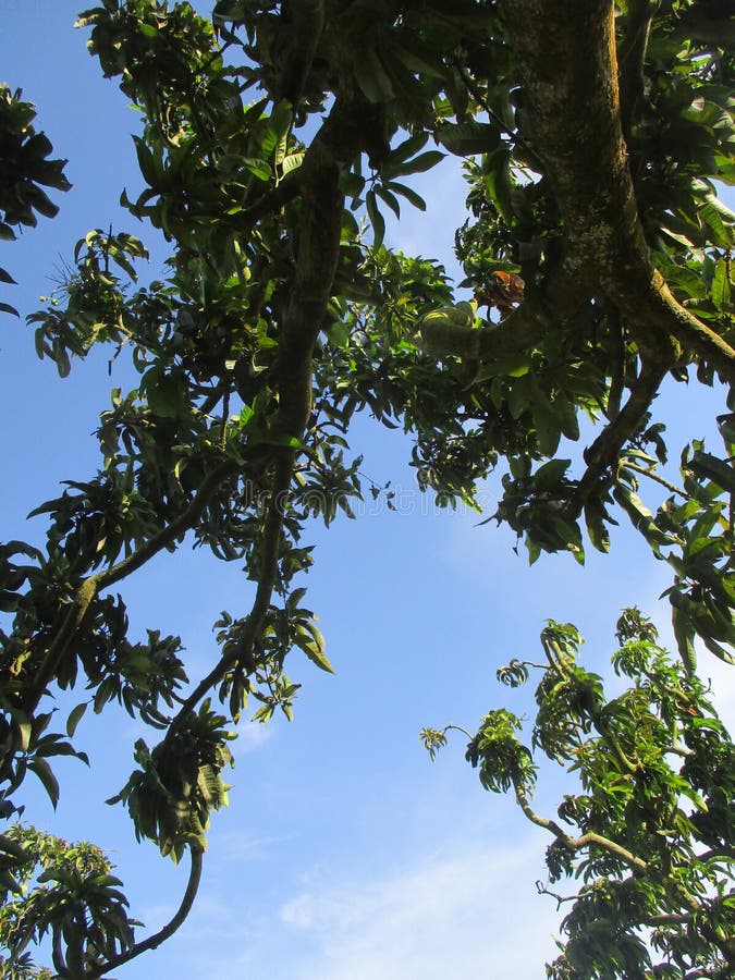 The Weather is Clear, the Sky is Blue with White Clouds that are Soft ...