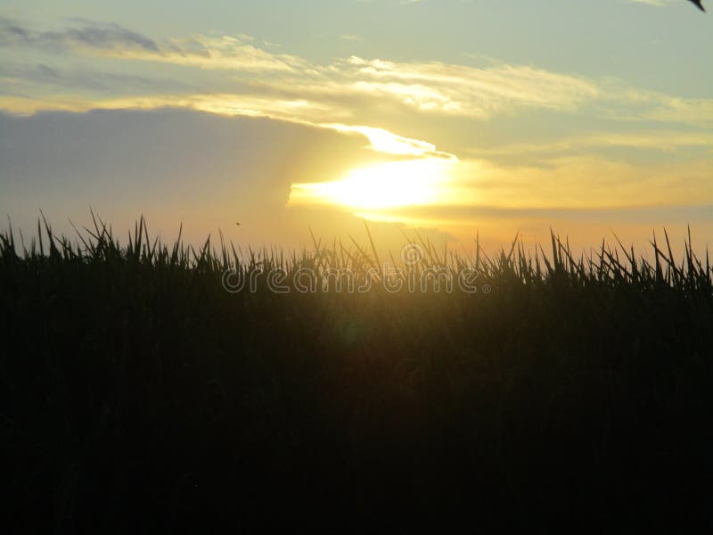 The Atmosphere of the Afternoon Sun in the Rice Fields Stock Photo ...