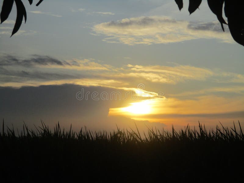 The Atmosphere of the Afternoon Sun in the Rice Fields Stock Image ...