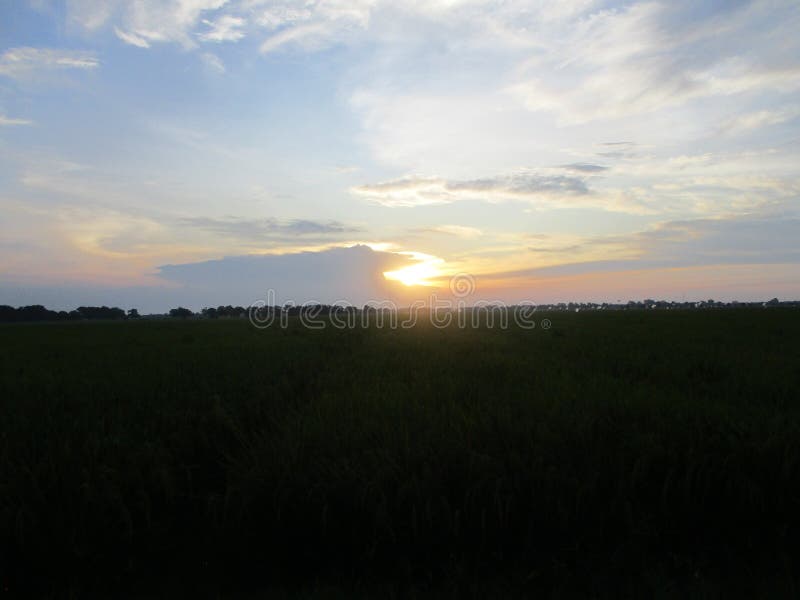 The Atmosphere of the Afternoon Sun in the Rice Fields Stock Photo ...