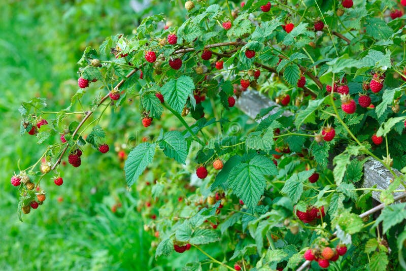 Branches with Many Raspberries Stock Image - Image of organic ...