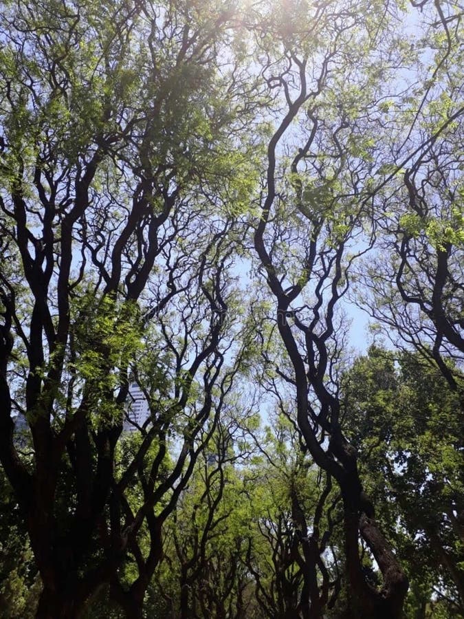 Branches of many trees stock photo. Image of forest - 137780586