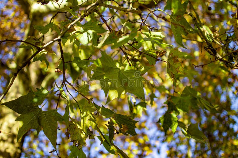 Branches of Maple Tree Inside the Hyde Park Stock Photo - Image of lawn ...