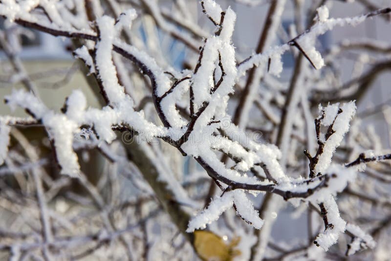 Branches of a Maple Tree Under Snow Stock Image - Image of tranquil ...