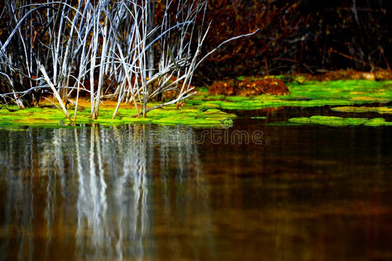 Branches in the Millennium Calcification Pool Stock Image - Image of ...