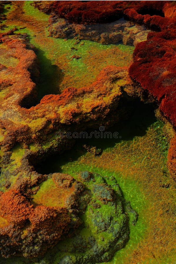 Branches in the Millennium Calcification Pool Stock Image - Image of ...