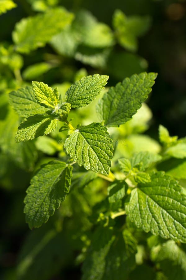 Mint in the garden stock image. Image of leaf, garden - 102881349
