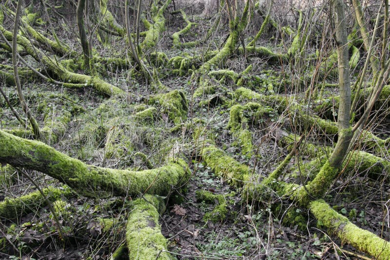 Branches and moss stock image. Image of nature, moist - 1951117