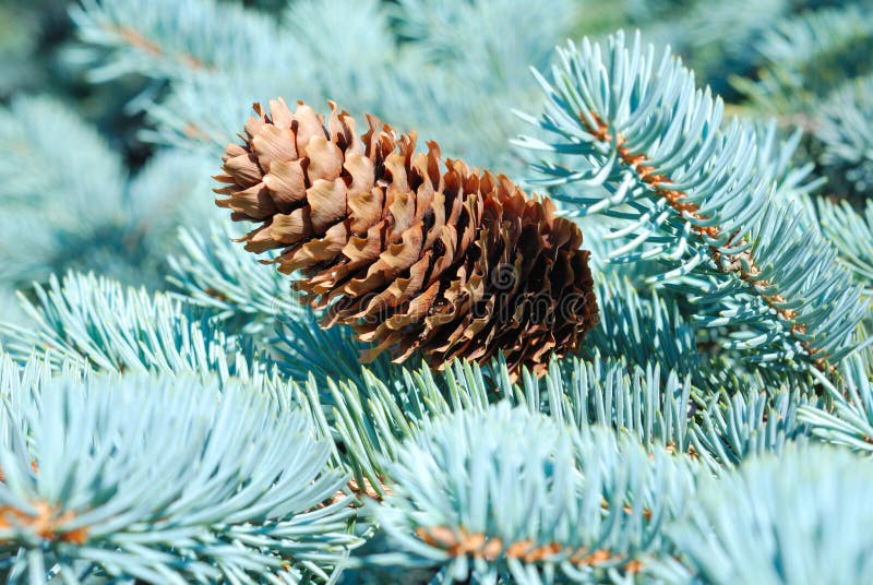 Branches of a Natural Fur-tree Stock Image - Image of christmas ...
