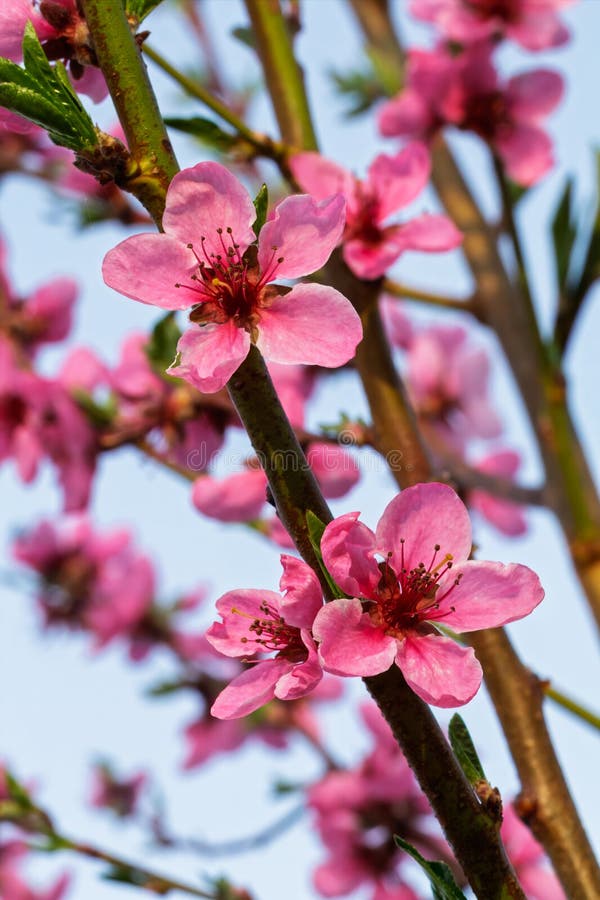 Branches Nectarine Tree Period Spring Flowering Stock Photos - Free ...