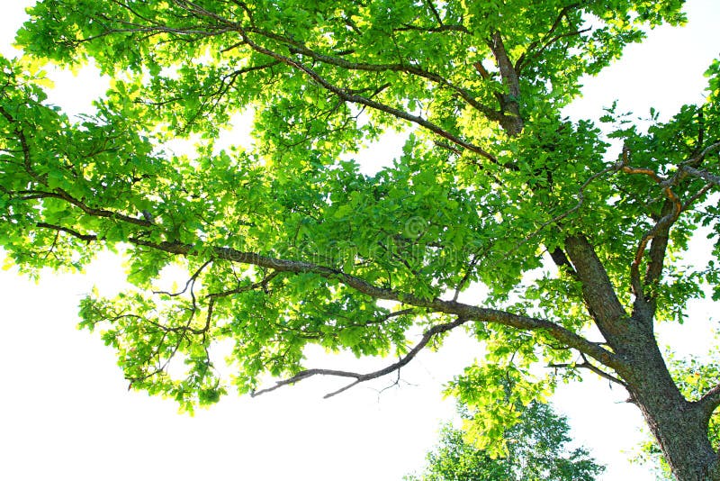 Branches of the oak stock image. Image of arrangement - 11136623