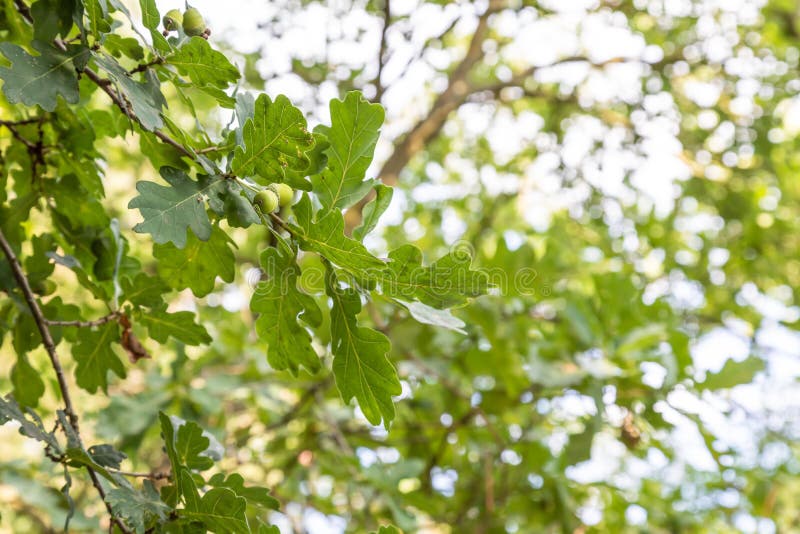 Branches of Oak-tree with Green Leaves Stock Image - Image of golden ...