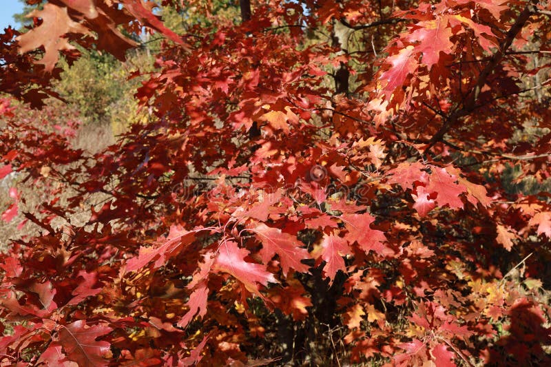 Branches of an Oak Tree with Scarlet Leaves. Autumn Stock Photo - Image ...