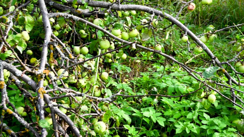 Branches of an Old Apple Tree with Green Apples Lying on the Ground ...