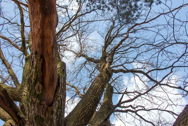 Branches of an Old Oak Tree Against the Background of the Spring Sky ...