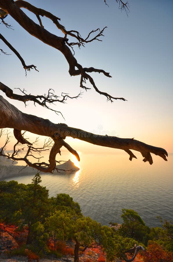 Branches of an old tree stock photo. Image of landscape - 21636962