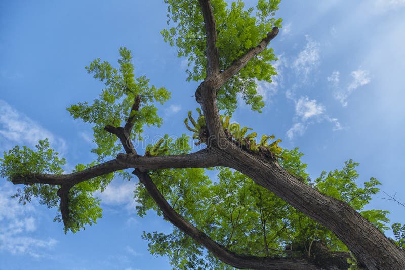 Branches of the old tree stock image. Image of life - 143481079