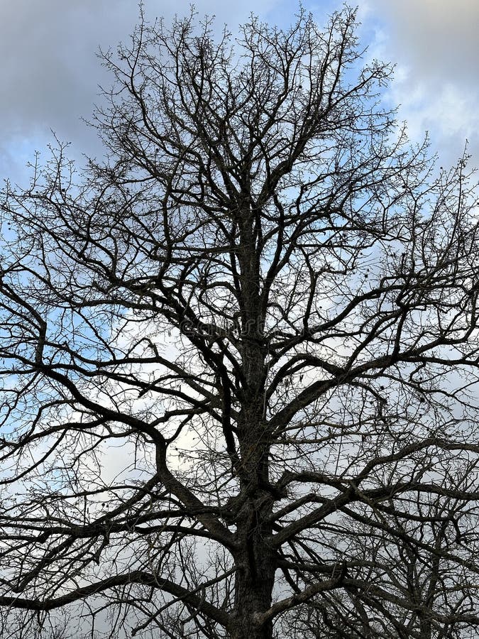 Branches of an Old Tree, Close-up. Big Tree with Branches on the ...