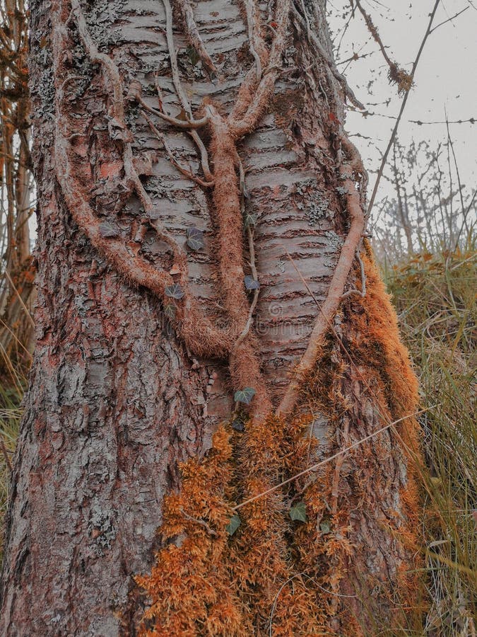 Branches at old tree trunk stock image. Image of trunk - 222198663