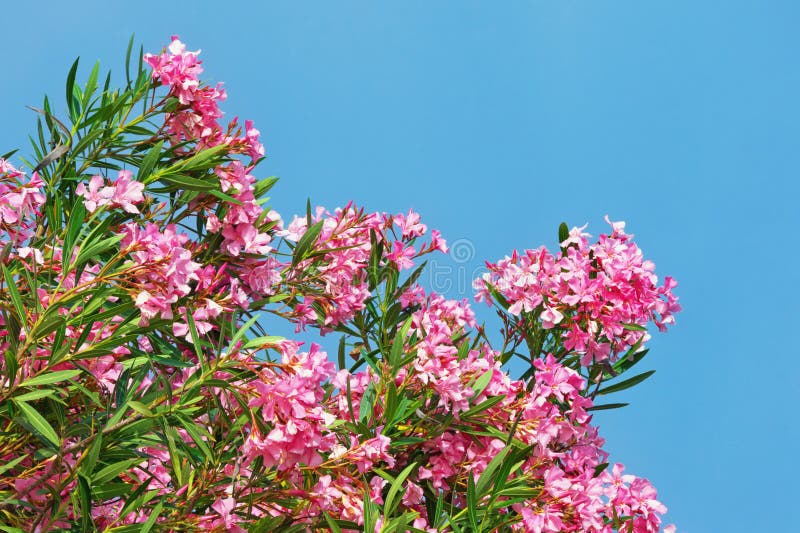 Branches of Oleander with Flowers and Pods Stock Photo - Image of ...
