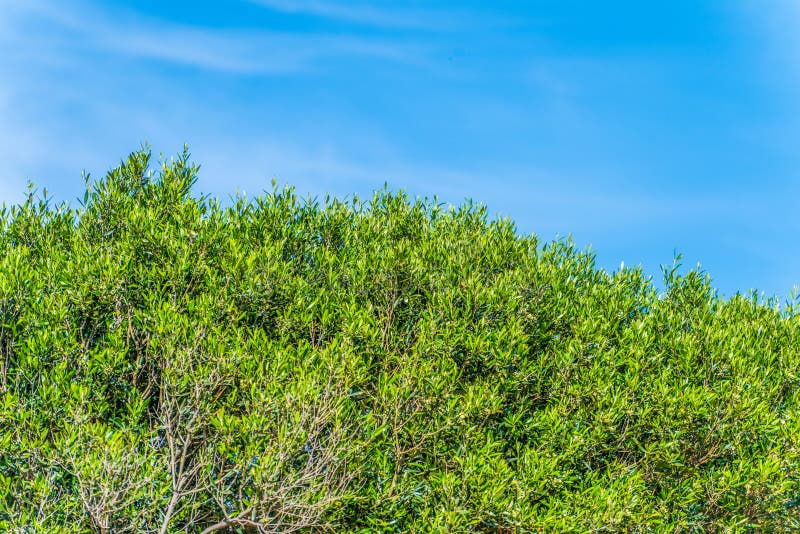 Branches of Olive Tree on the Blue Sky Background. Greece. Crete Island ...