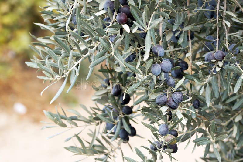 Branches of Olive Trees with Ripe Black Olives Stock Photo - Image of ...