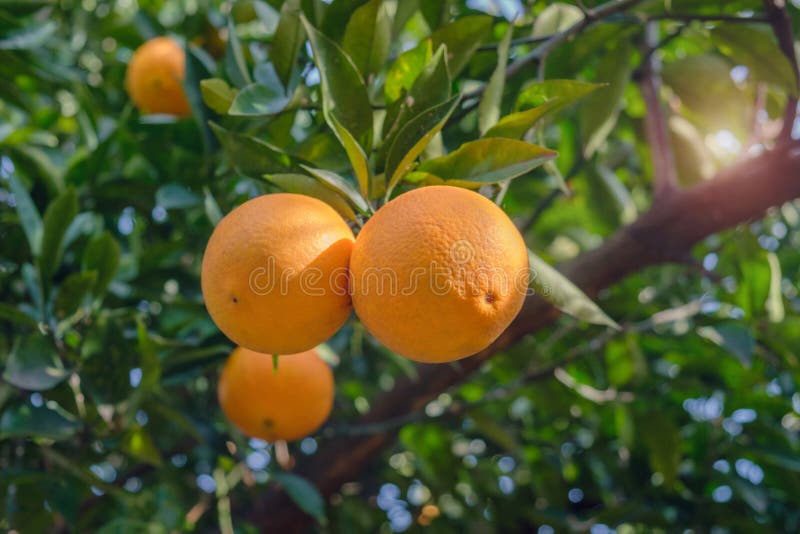 Branches of orange tree stock photo. Image of juicy - 139390164
