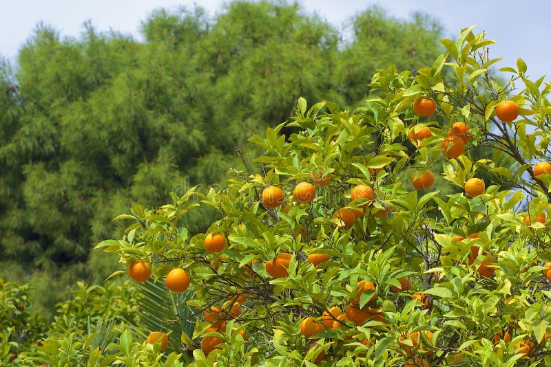 Branches of orange tree stock photo. Image of three, greece - 69205352