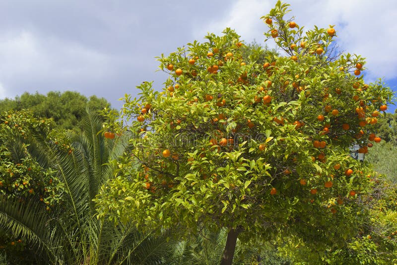 Branches of orange tree stock photo. Image of colourful - 69205668