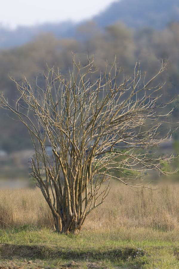 Branches with out Leaf stock image. Image of isolated - 148102071