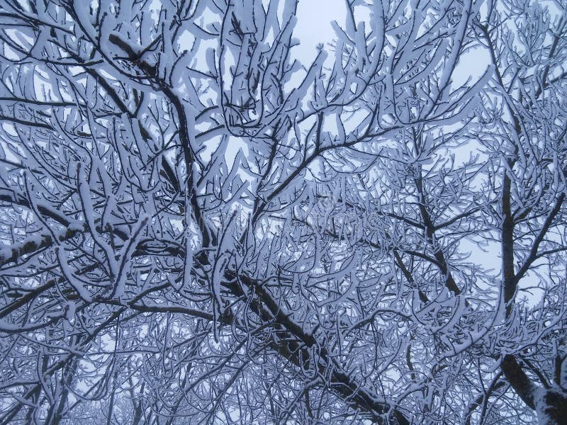 Branches Overlap Snow Stock Photos - Free & Royalty-Free Stock Photos ...