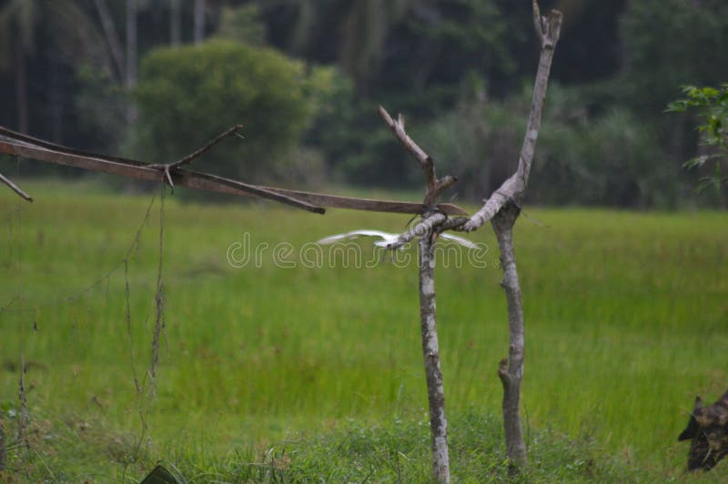 Branches on paddy field stock image. Image of paddy - 187968877